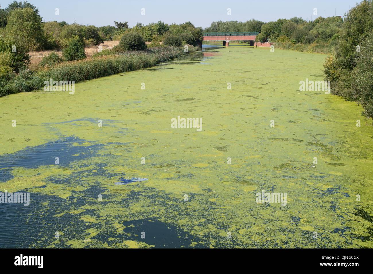 Slough, Berkshire, UK. 11th August, 2022. Algal blooms are smothering ...