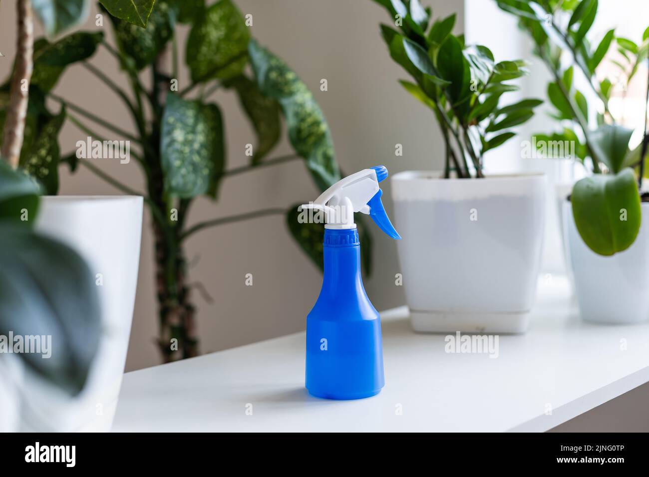 Treatment potted plants against crop pests. Indoor flowers, drugs ...