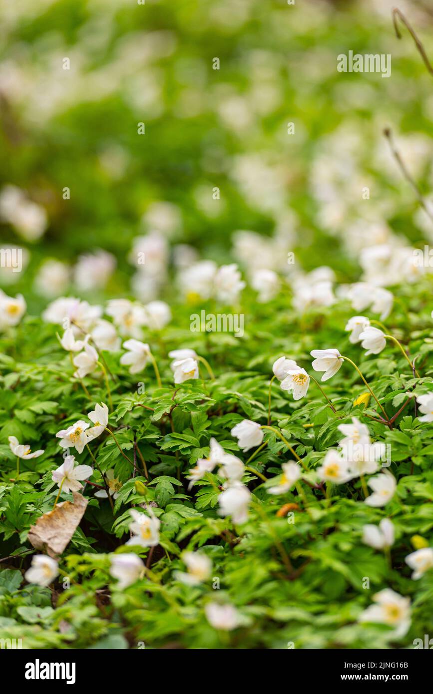 White flower plants hi-res stock photography and images - Alamy