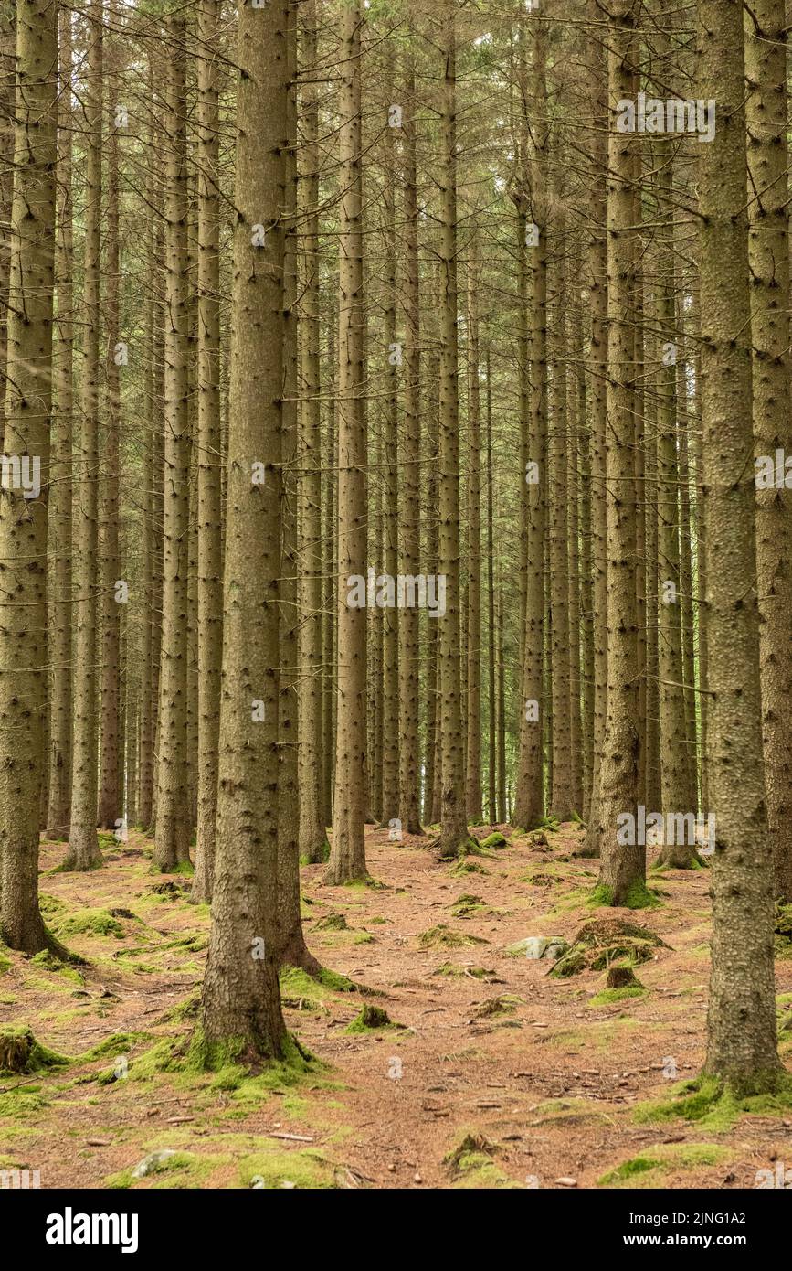 tall trees in the forest Stock Photo - Alamy