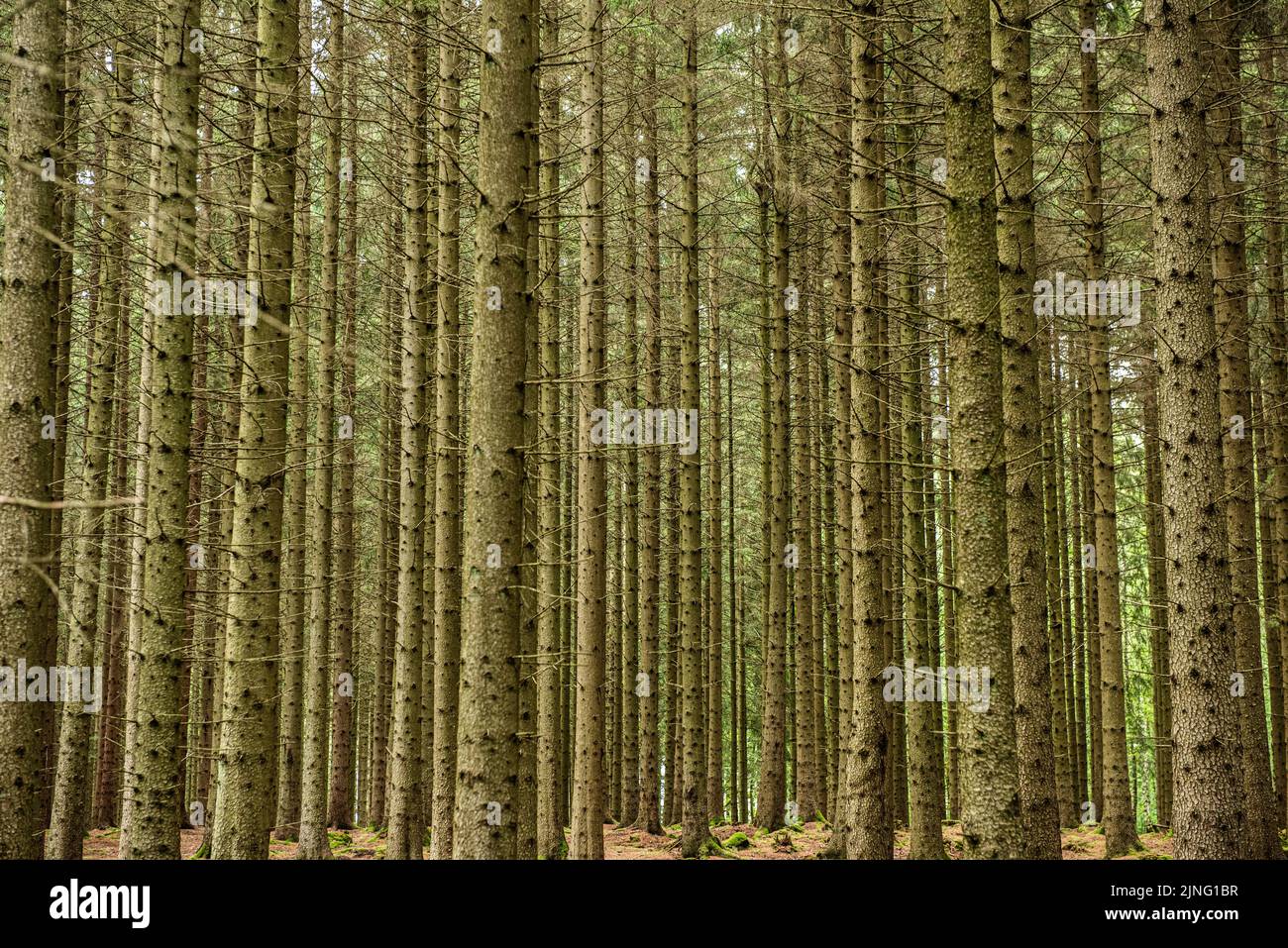 tall trees in the forest Stock Photo - Alamy