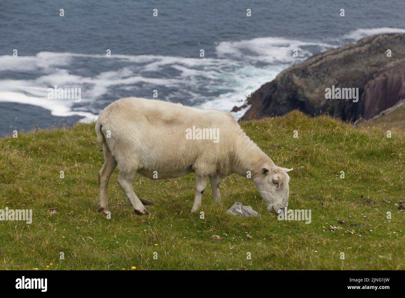male sheep eating on green grasses in the meadow Stock Photo - Alamy