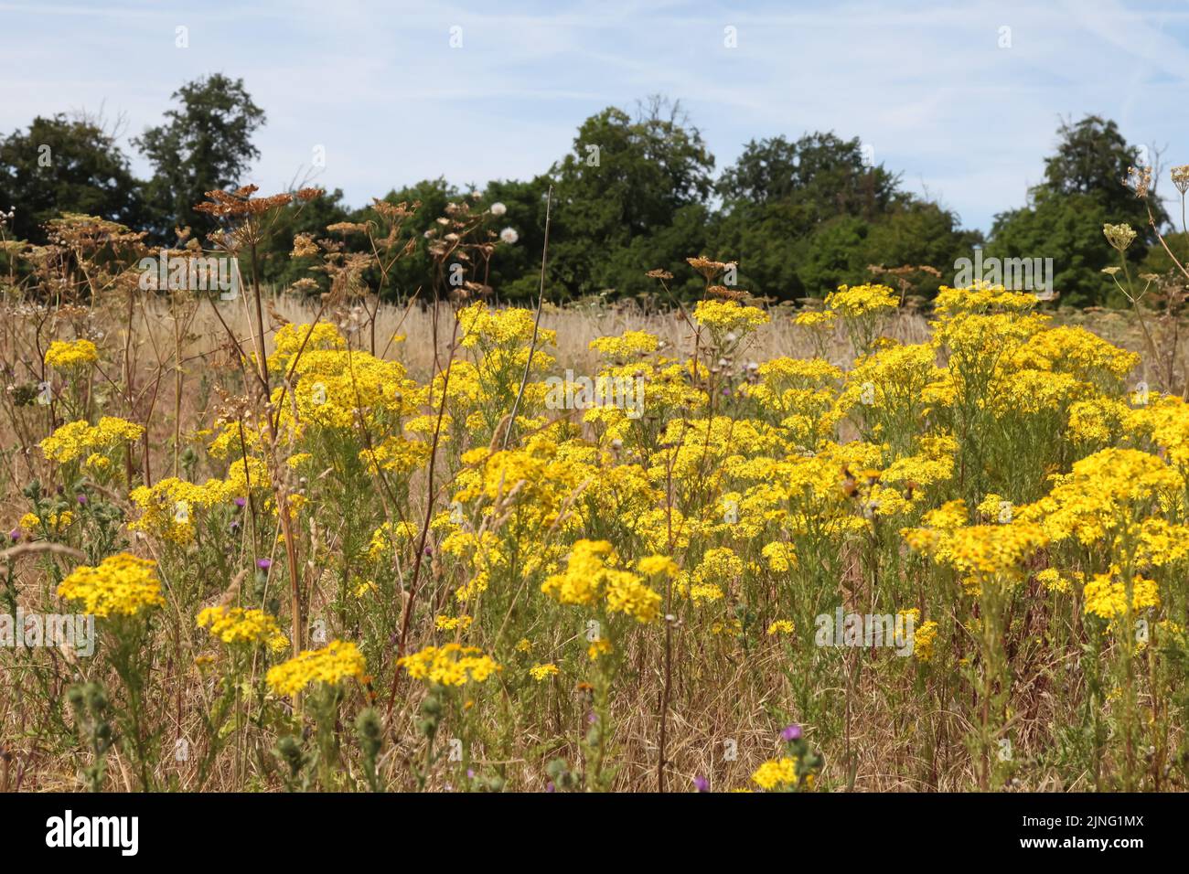 Hoary Ragwort 'Senecio Erucifolius' British meadow field wildflowers ...
