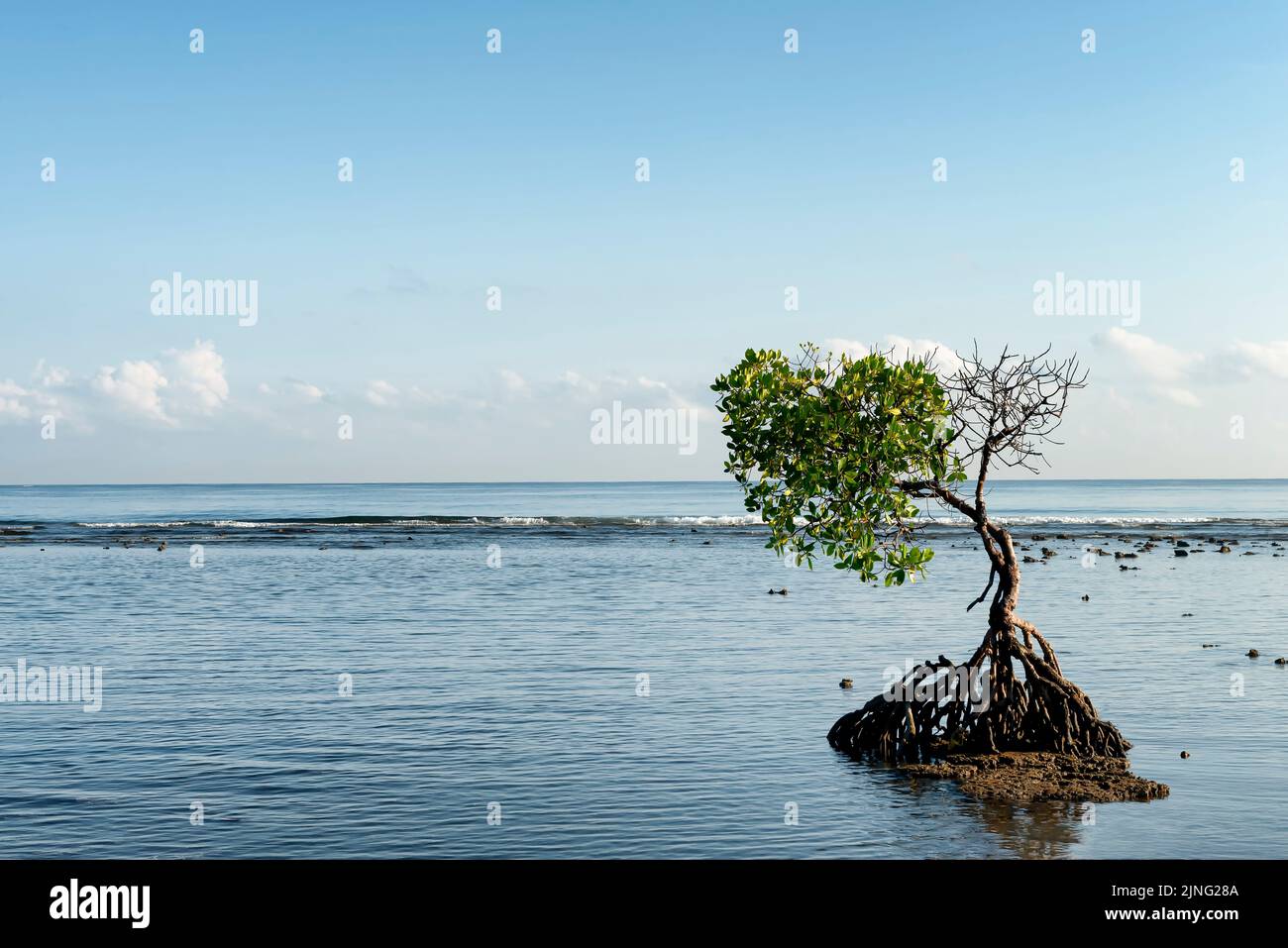 Mangrove biodiversity hi-res stock photography and images - Alamy