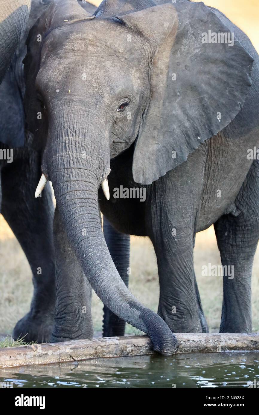 Elephant Life - July 2022 Stock Photo - Alamy