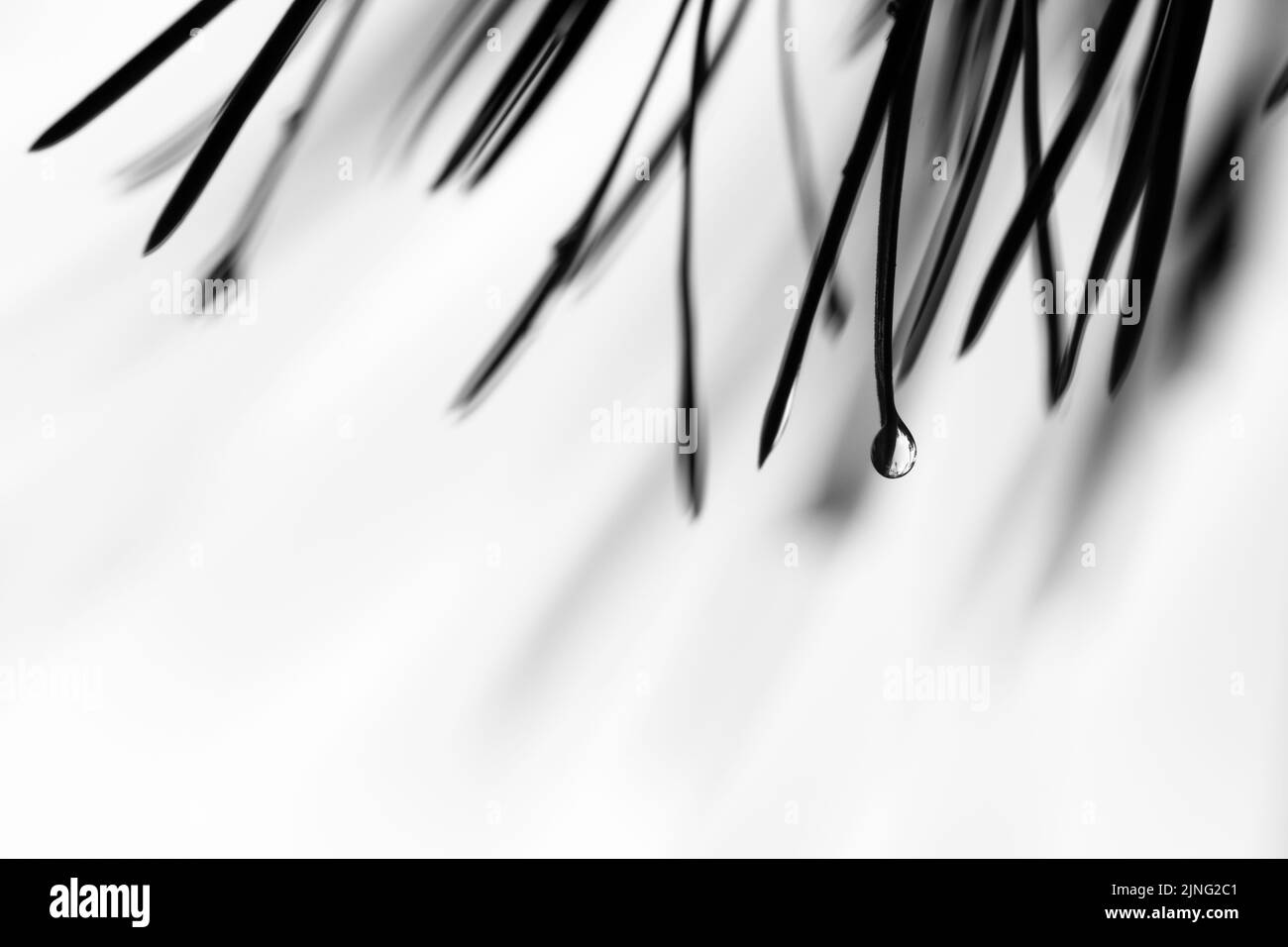 Brush and water Black and White Stock Photos & Images - Alamy