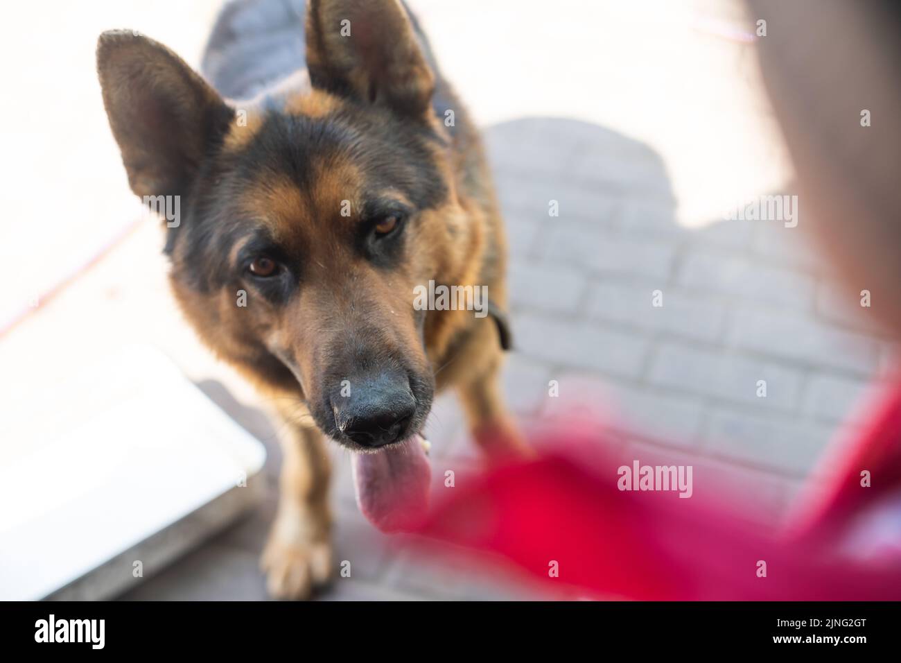 a lovely german shepherd dog Stock Photo - Alamy