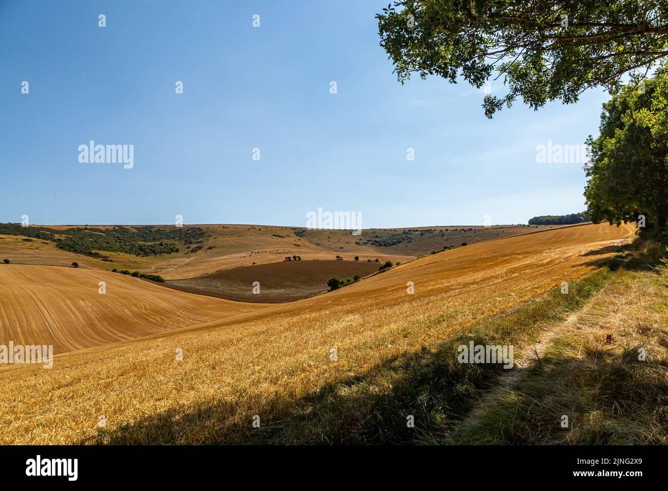 Golden fields in the South Downs, during a hot, dry summer Stock Photo ...