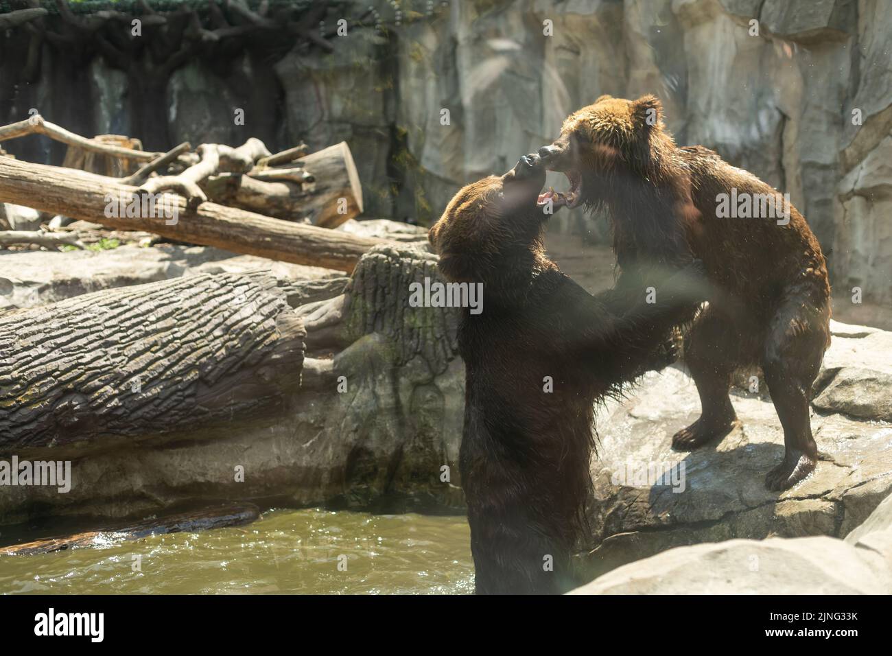 2 bears in a water fight Stock Photo - Alamy