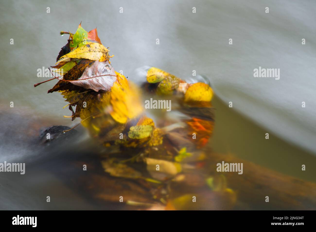 Colorful autumn leaves get snagged on an exposed tree branch as they float down stream in the ...