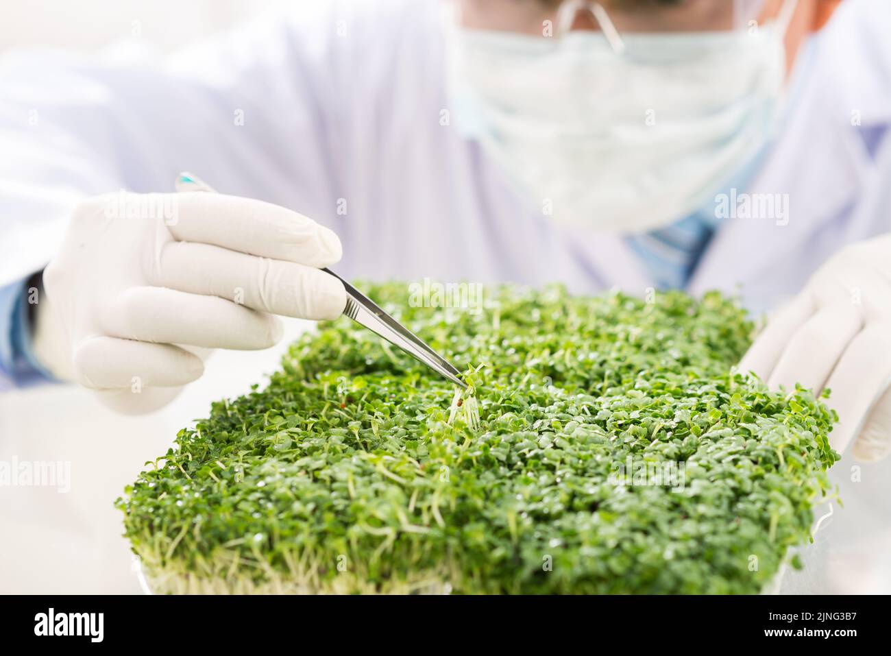 Unrecognizable scientist wearing white coat and rubber gloves analyzing ...
