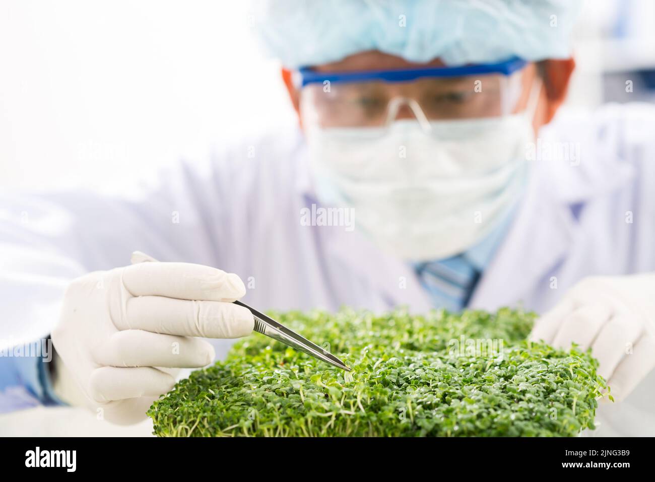 Close-up shot of concentrated biotechnologist taking sample of fresh ...