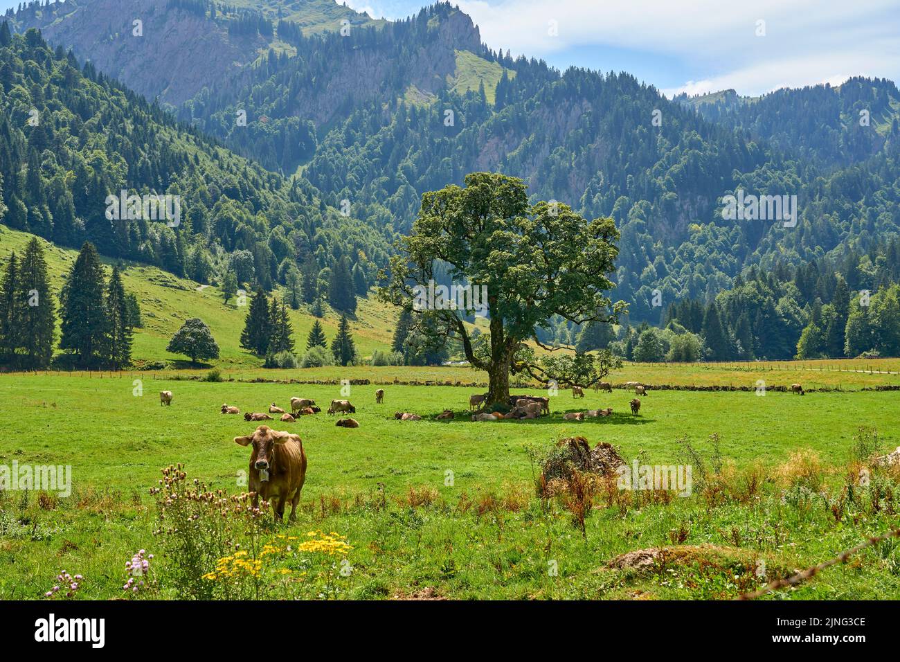 cattle herd on a pasture with an old mountain maple tree in the ...