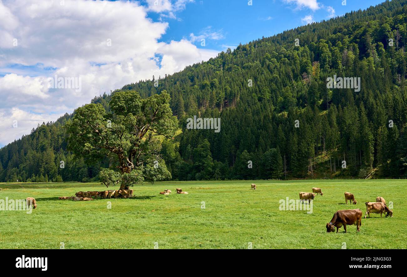 cattle herd on a pasture with an old mountain maple tree in the ...
