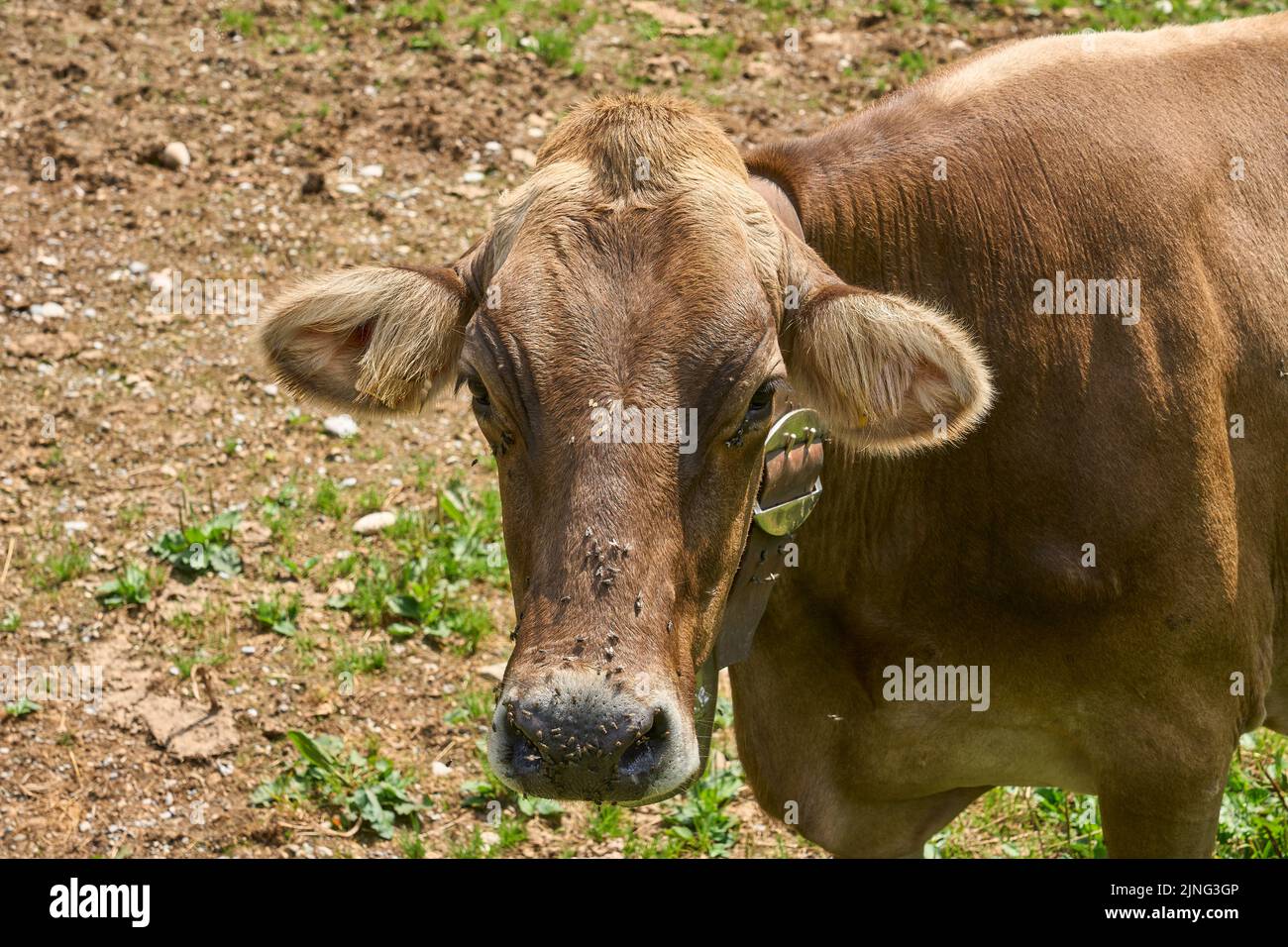 Cow on pasture suffering from hundreds of tiresome blowflies Stock ...