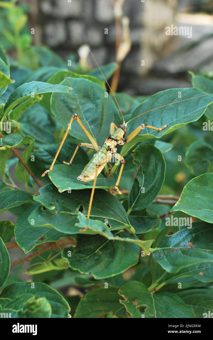 Big grasshopper hi-res stock photography and images - Alamy