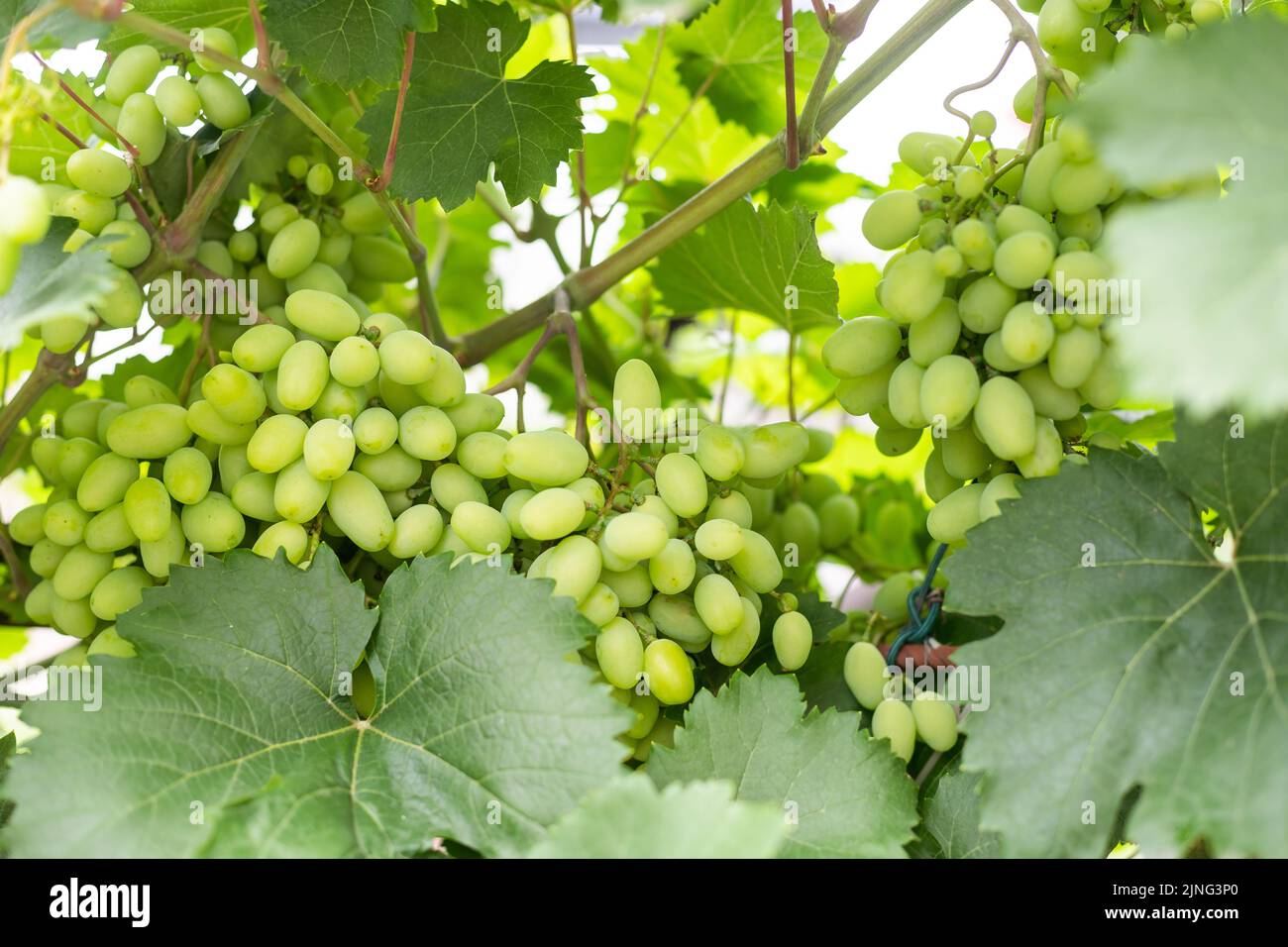 Fresh Green grapes on vine. Summer sun lights. Defocus picture Stock ...