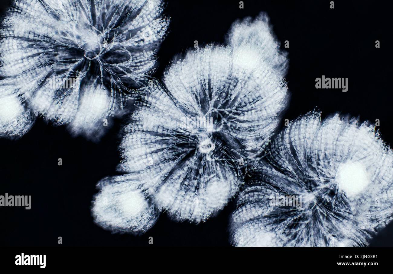 Algae under microscopic view, freshwater red algae on black background ...