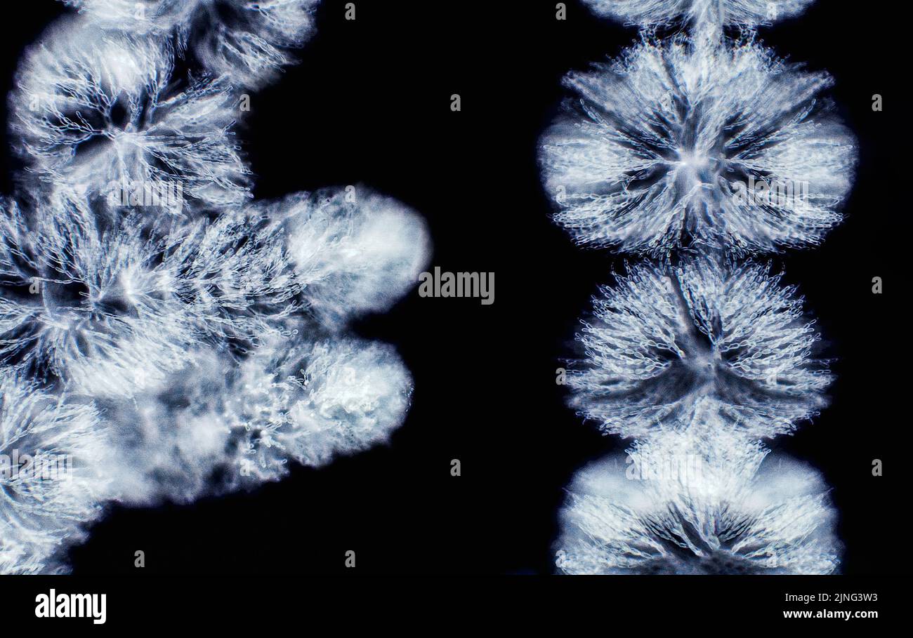 Algae under microscopic view, freshwater red algae on black background ...