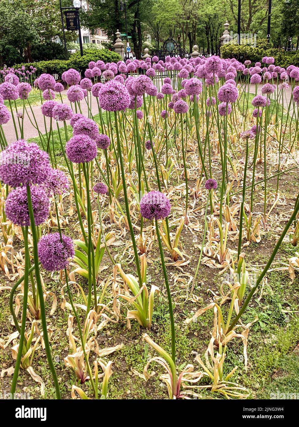 Boston public garden four seasons hi-res stock photography and images ...