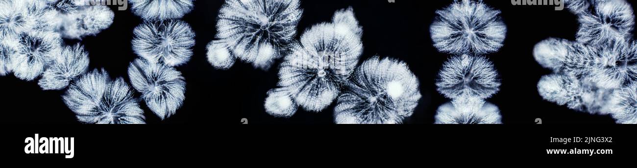 Algae under microscopic view, freshwater red algae on black background ...