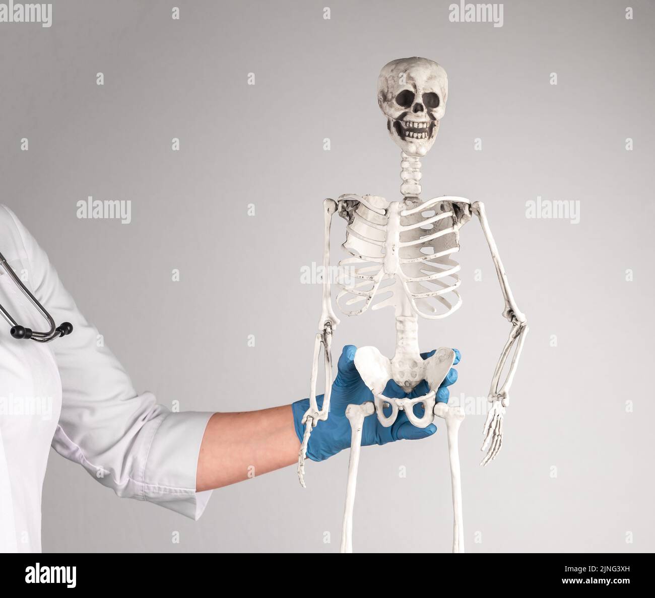 Doctor holding human skeleton. Skeletal system anatomy, medical ...