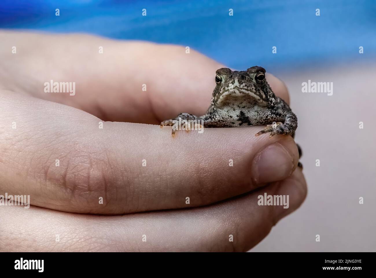 Young girl holding a very small toad in her fingers on a summer day in ...