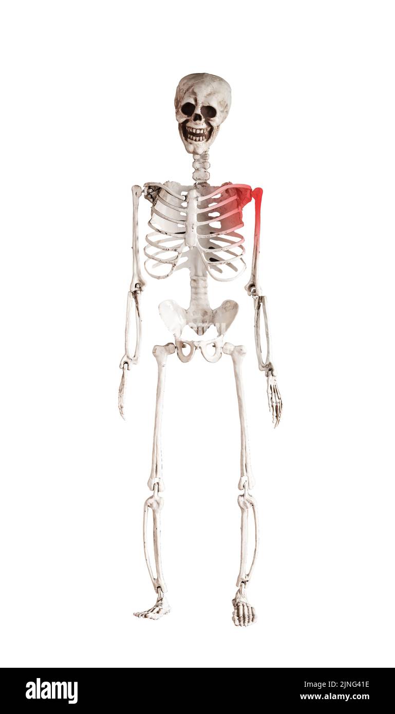Skeleton isolated on white background. Shoulder pain. Human layout with ...