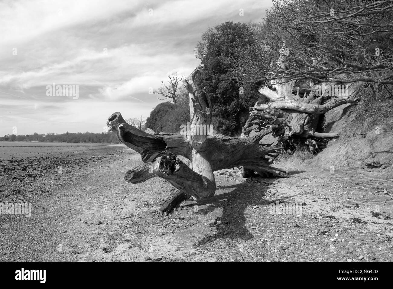 Black and white image of fallen trees on the beach at Nacton Foreshore ...
