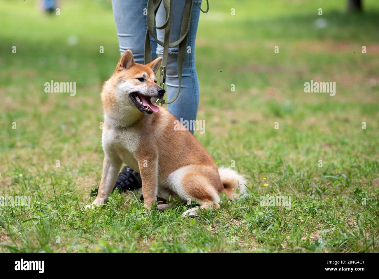 Shiba inu, on a leash, in the park for a walk. High quality photo Stock ...