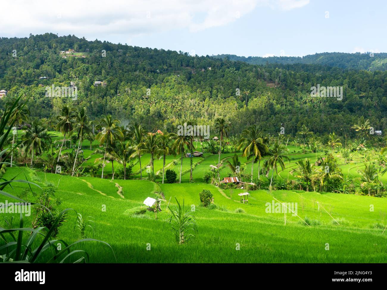 Rice fields and their rice yields are a typical sight of an ...