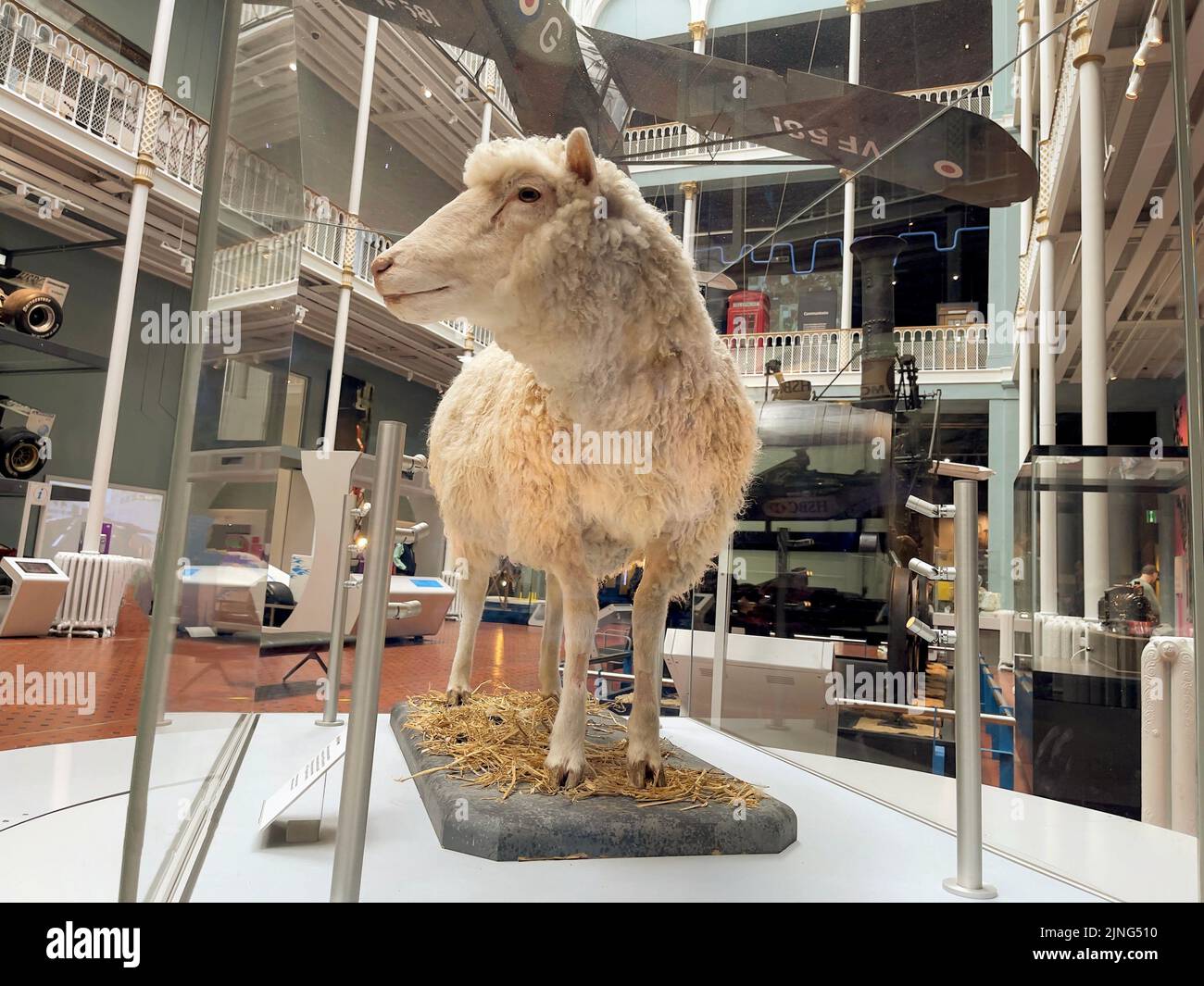 A clone sheep dolly at Edinburgh National History Museum Stock Photo ...