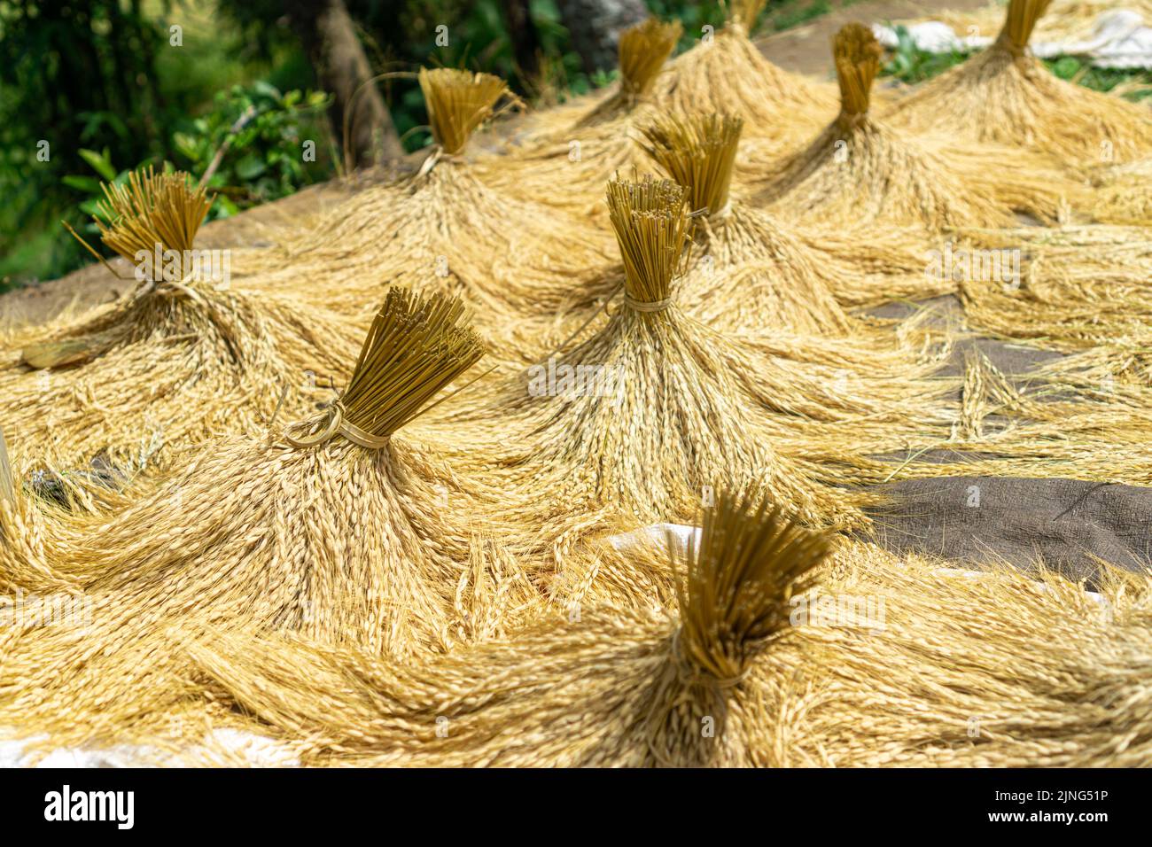 drying the newly harvested rice and grain Stock Photo - Alamy
