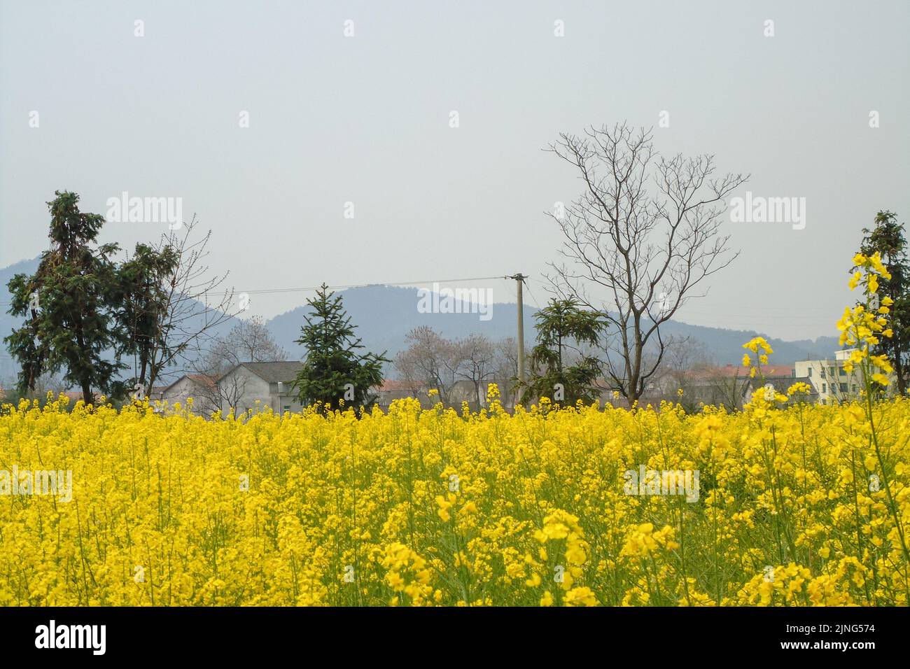 A tree in a field with yellow flowers in a rural area Stock Photo - Alamy