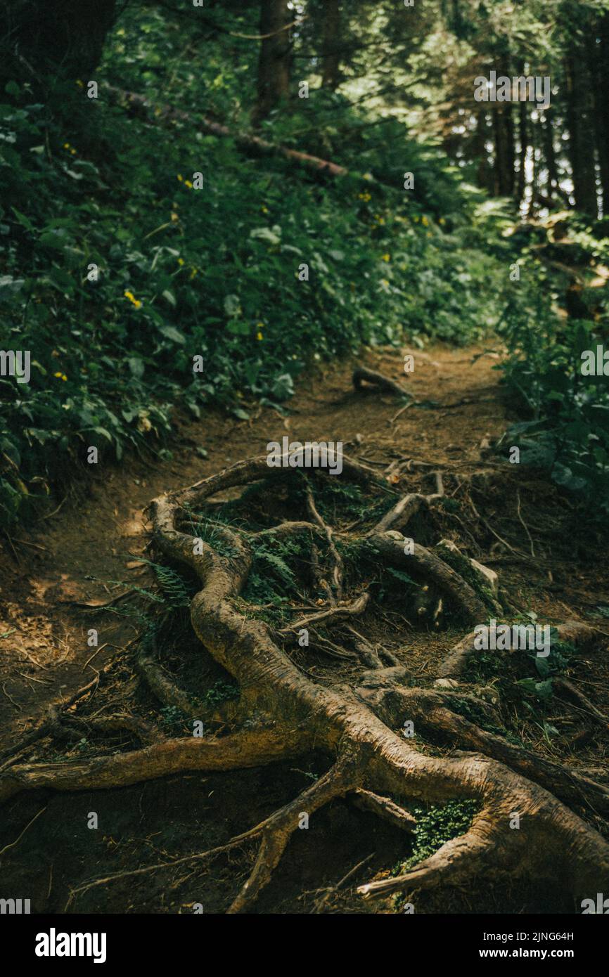 A beautiful landscape of tree roots in a dense forest Stock Photo - Alamy