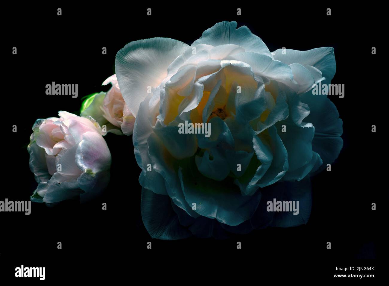 Flowers, Tulipa, Tulip Exotic Emperor Stock Photo - Alamy