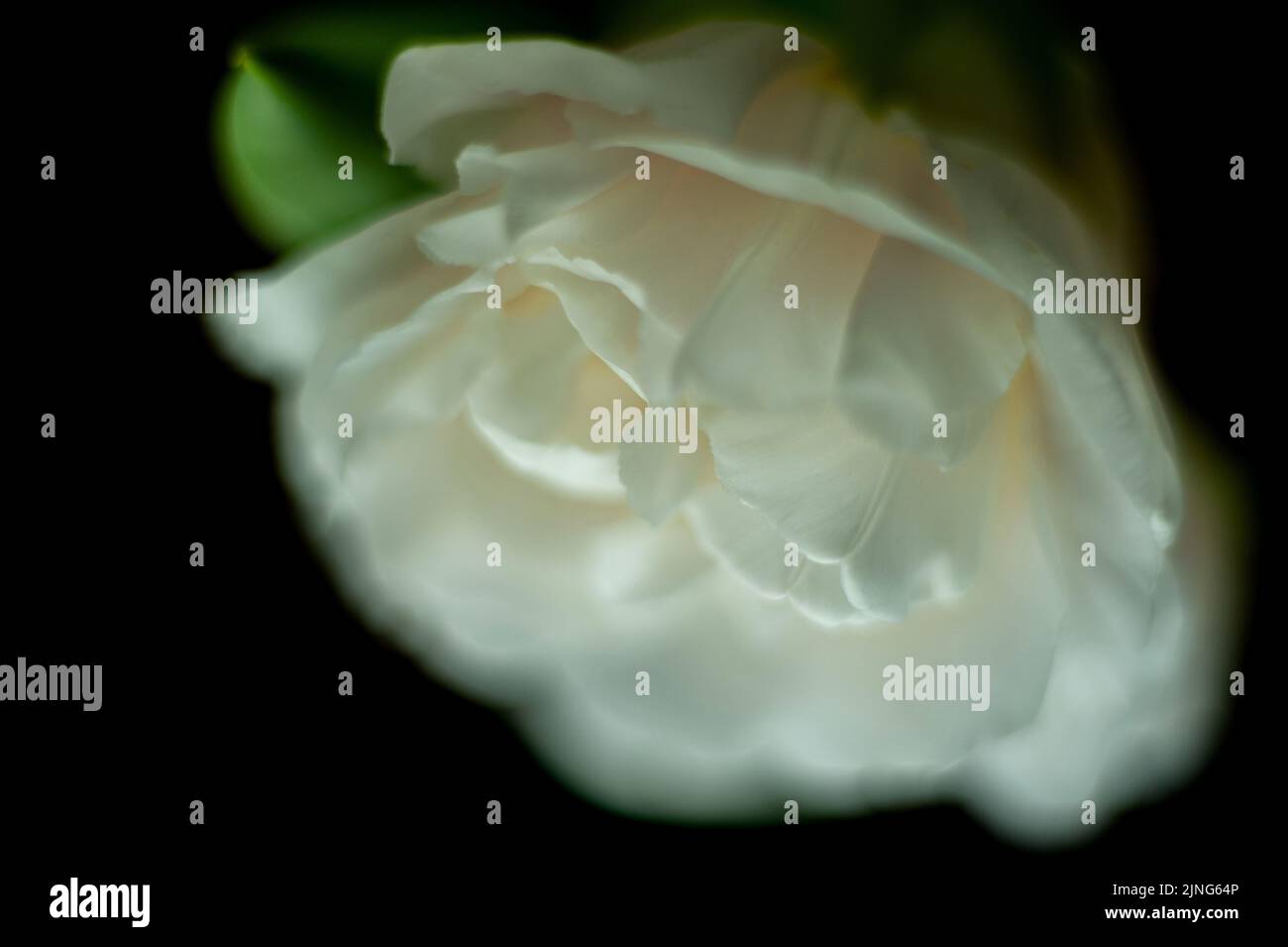 Flowers, Tulipa, Tulip Exotic Emperor Stock Photo - Alamy