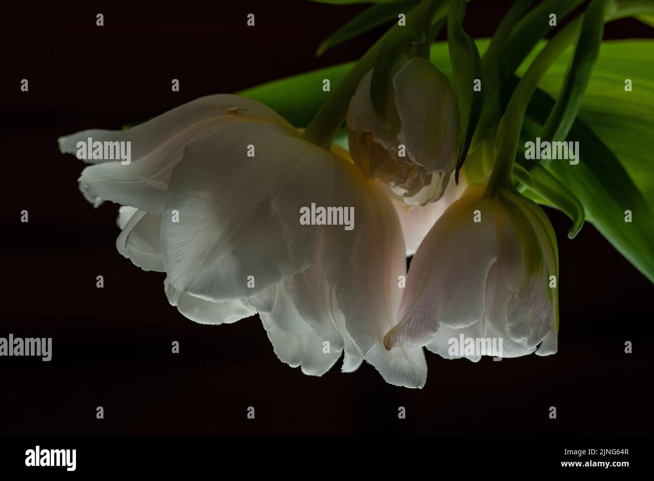 Flowers, Tulipa, Tulip Exotic Emperor Stock Photo - Alamy