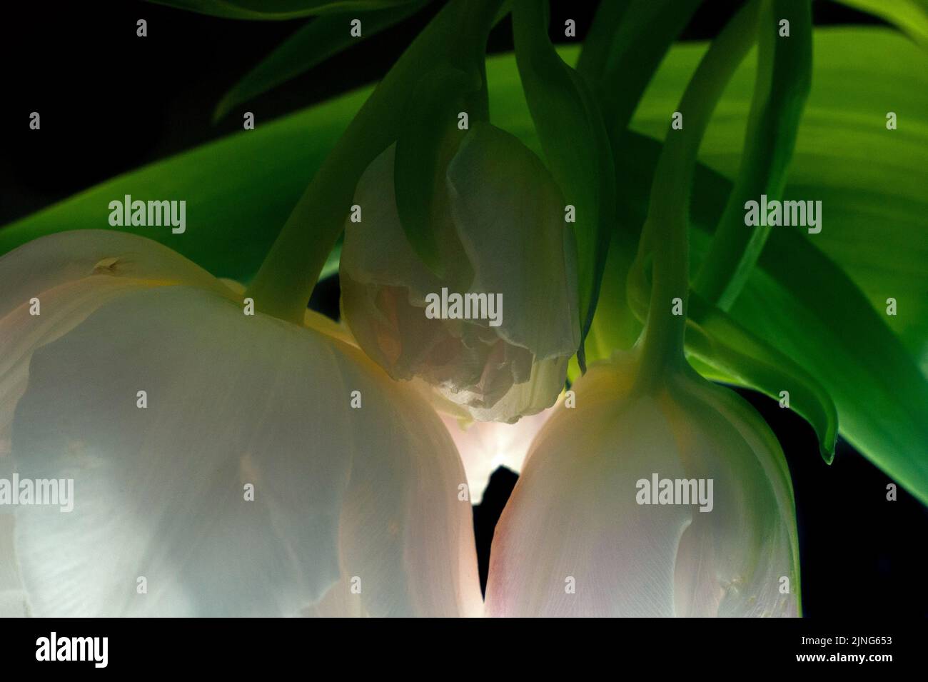 Flowers, Tulipa, Tulip Exotic Emperor Stock Photo - Alamy