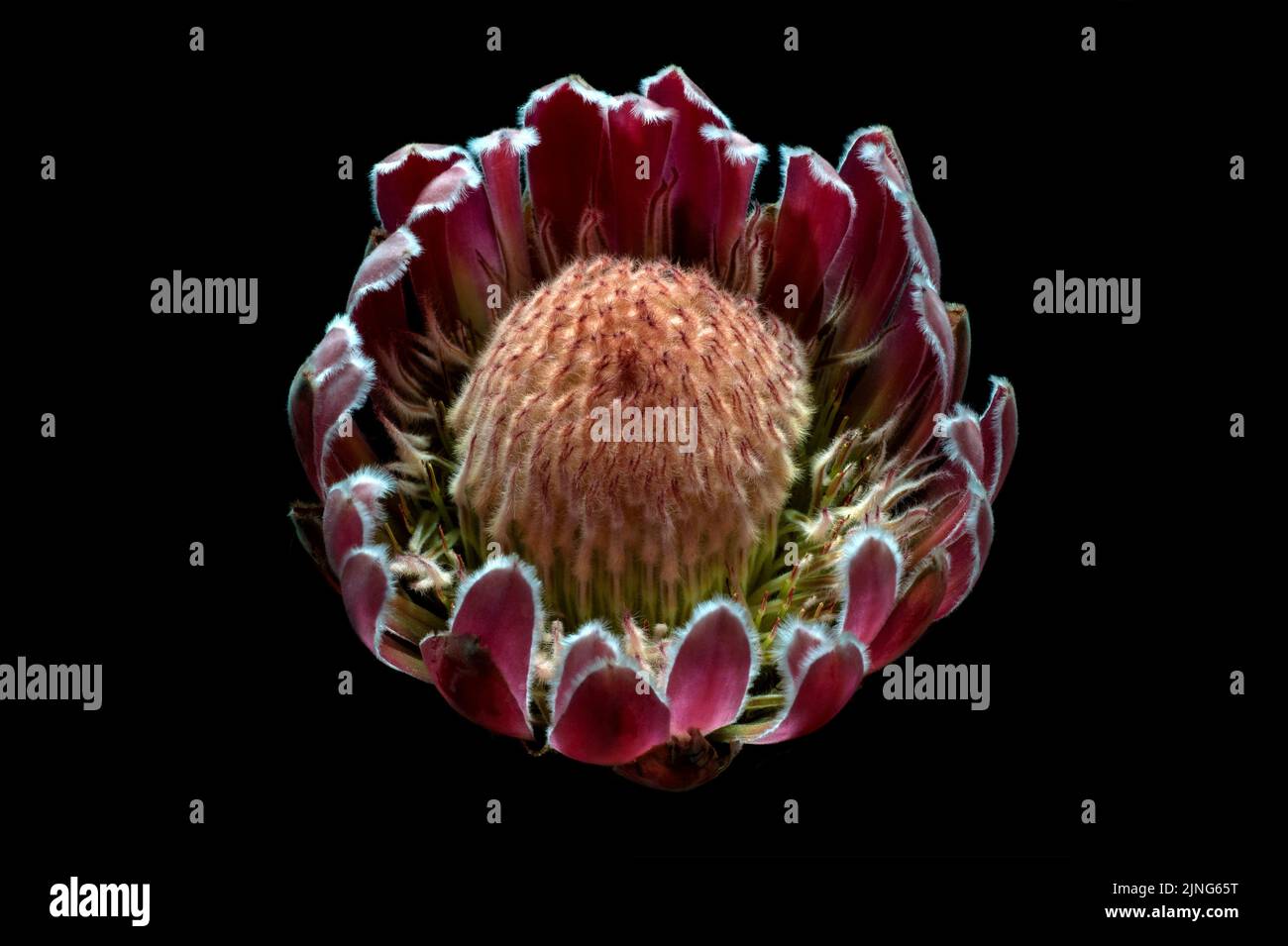 Flowers, Protea, Protea sheila Stock Photo - Alamy