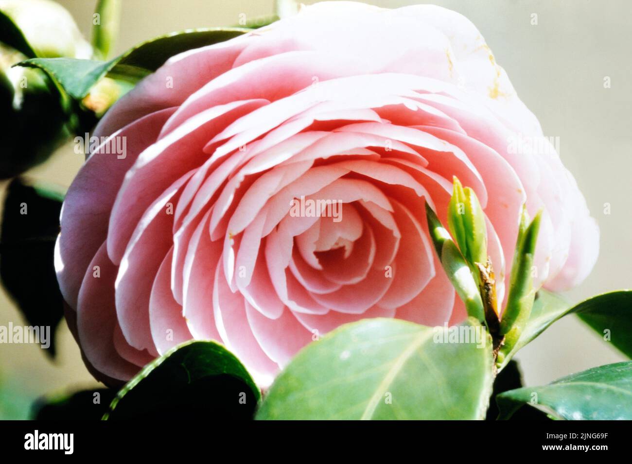 English climbing rose david austin hi-res stock photography and images ...