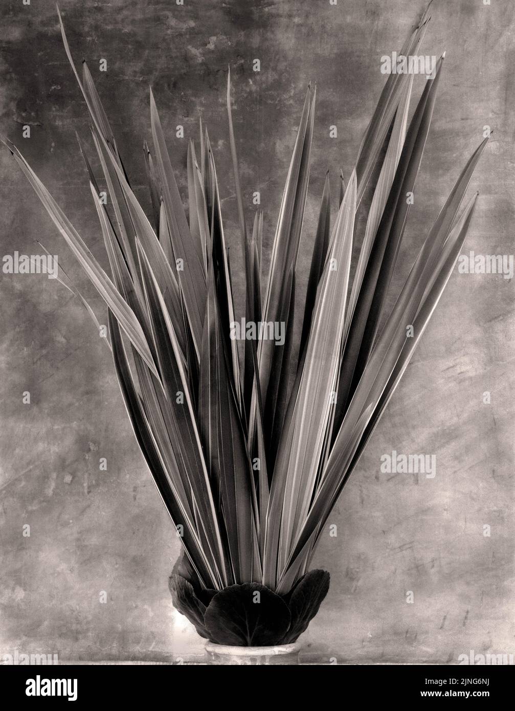 Dry plants, Agave branches Stock Photo - Alamy