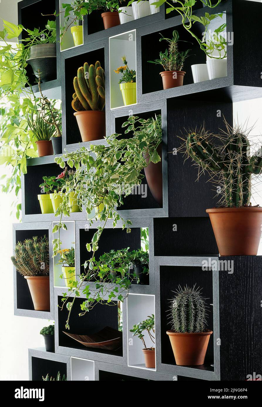 Flowers at home, flowers Design Stock Photo - Alamy