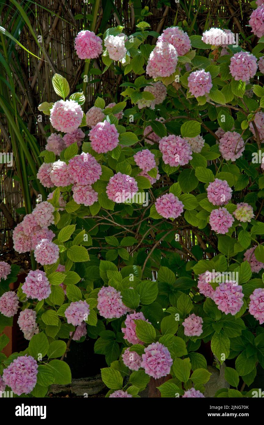 Hydrangea family hi-res stock photography and images - Alamy