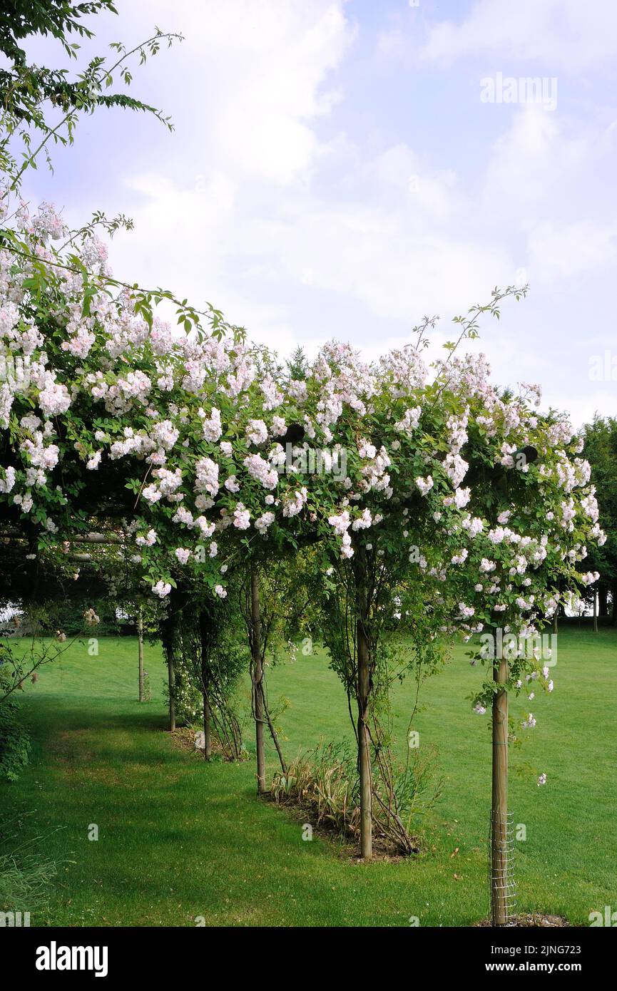 The pergola of roses Stock Photo - Alamy
