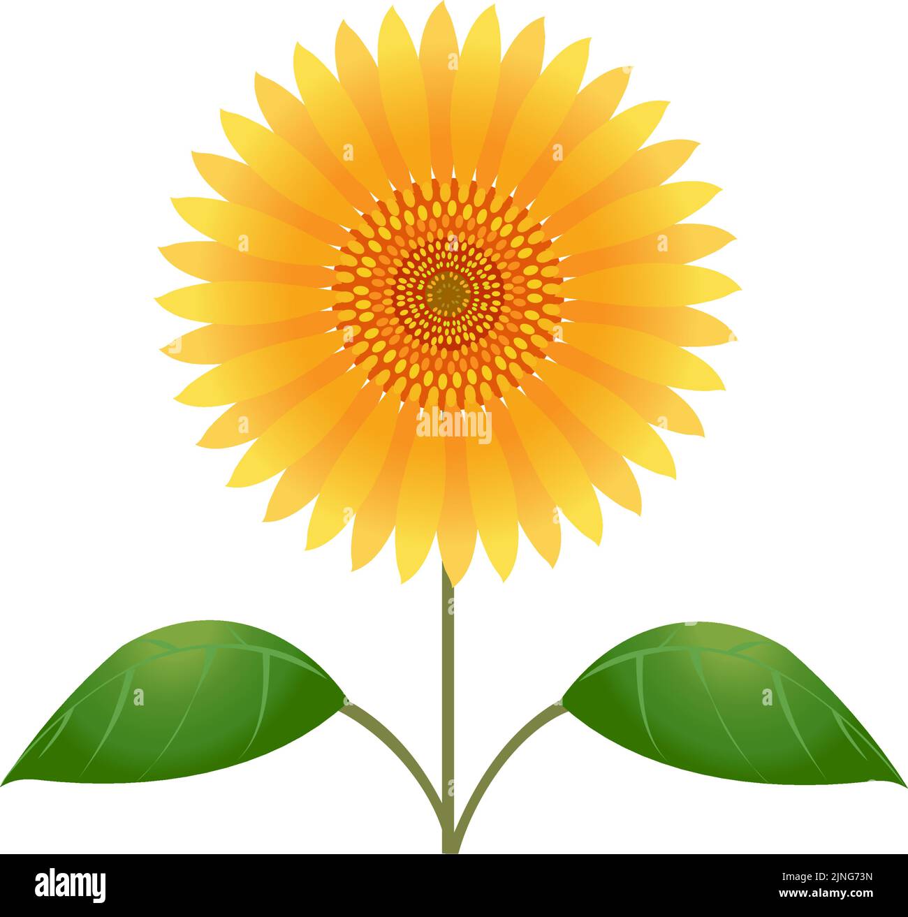 Illustration of a large sunflower Stock Vector Image & Art - Alamy