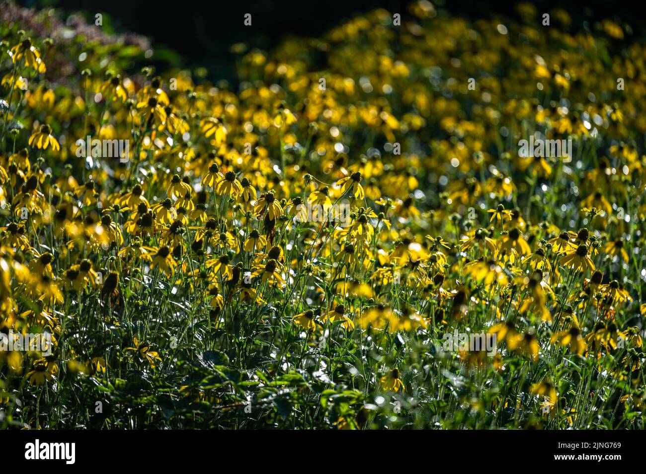 Rudbeckia flower coneflowers close hi-res stock photography and images ...