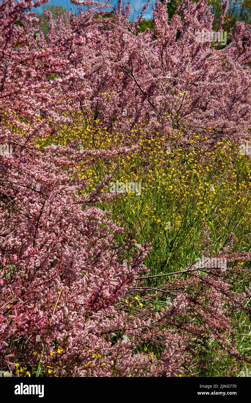 Wild plants, wild flowers Stock Photo - Alamy