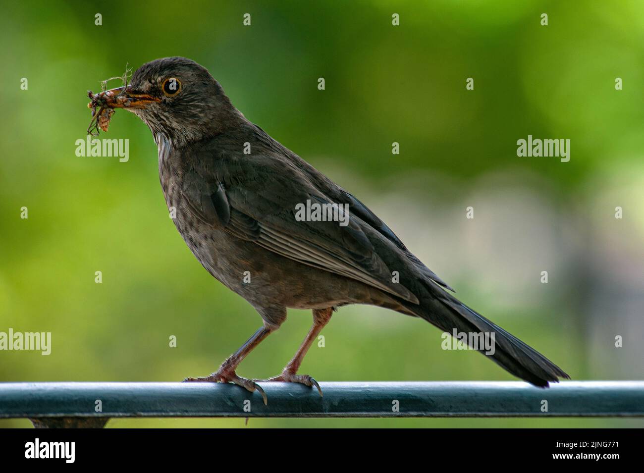 Birds, House sparrow Stock Photo - Alamy