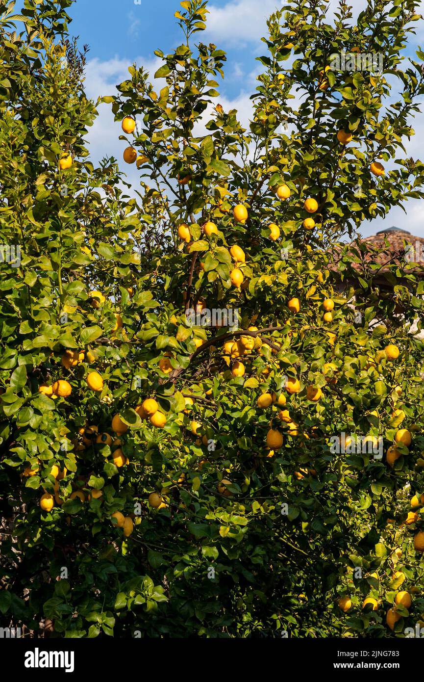 Garden, lemon plants Stock Photo - Alamy
